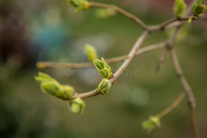Early Spring Shoots with Leaves Blue Background Stock Photo - Image of ...