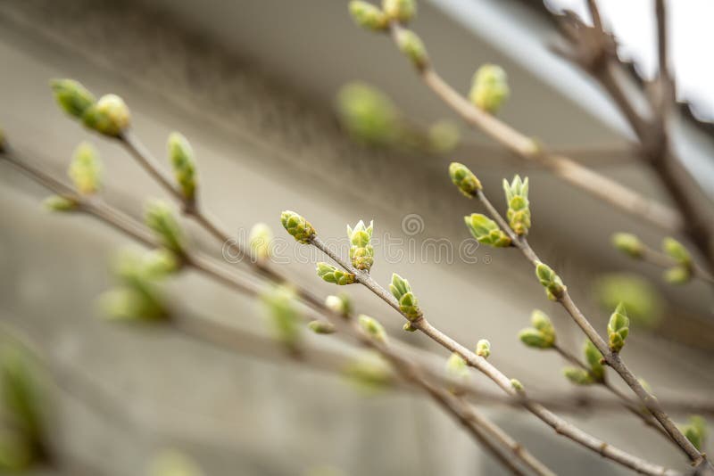Early Spring Shoots with Leaves Blue Background Stock Photo - Image of ...