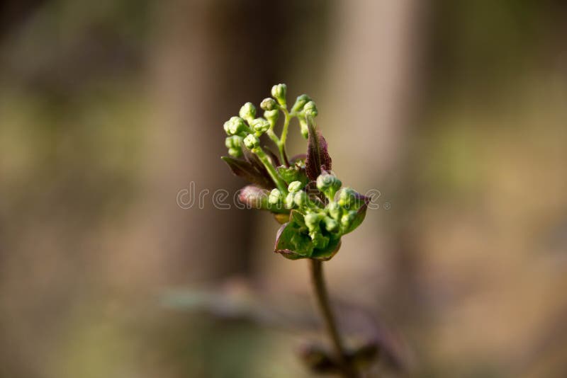 Early Spring Shoots with Tiny Leaves on Fuzzy Forest Light Lilac ...