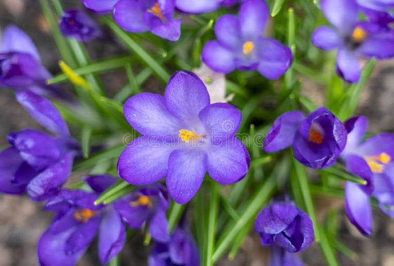 Early Spring, Single Crocus Close-up. Stock Image - Image of beautiful ...