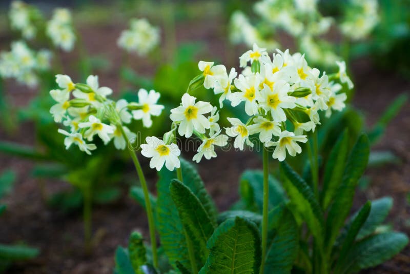 Early spring white flowers stock photo. Image of flower - 113700172