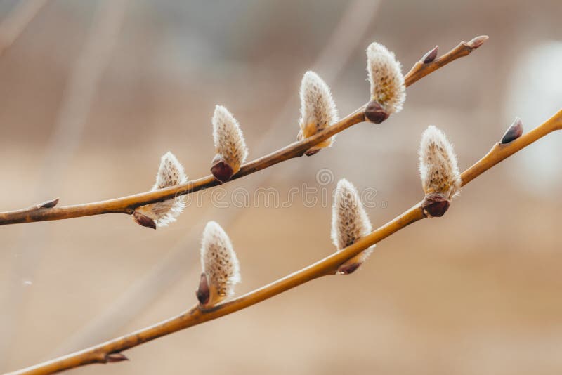 Early Spring. the Snow is Gone. Buds Begin To Bloom Stock Image - Image ...