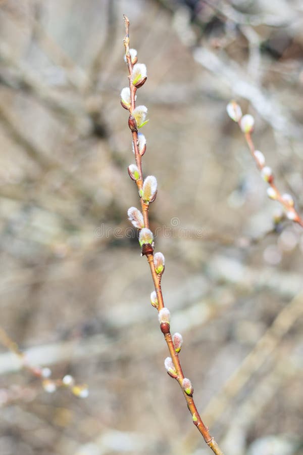 Early Spring. the Snow is Gone. Buds Begin To Bloom Stock Photo - Image ...