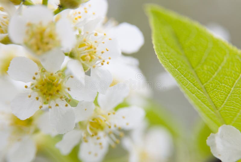 Early Spring Snow-white Blooms Stock Photo - Image of white, early ...