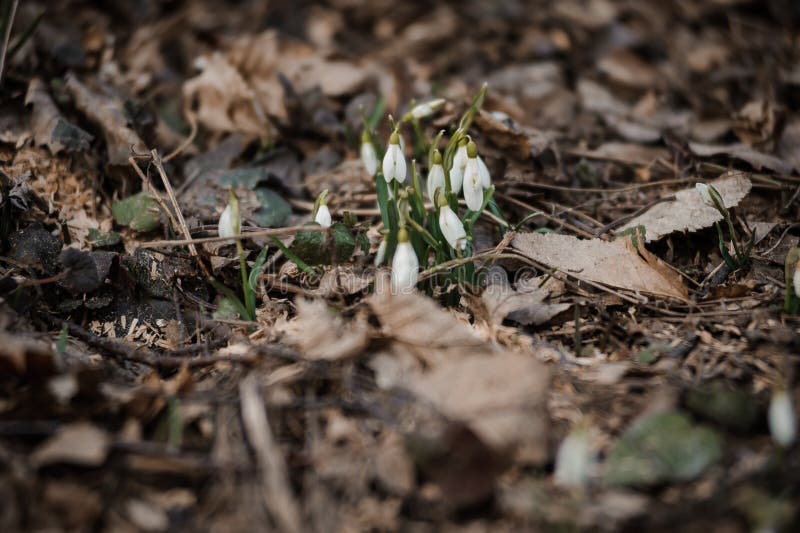 Early Spring Snowdrop Flowers Emerging through Dried Leaves in a Forest ...