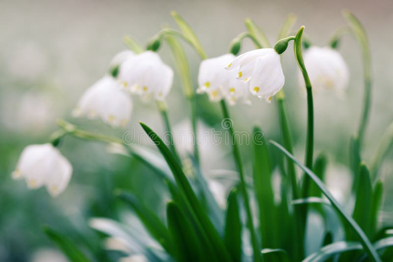 Early Spring Snowflake Wild Flowers Stock Photo - Image of blur ...