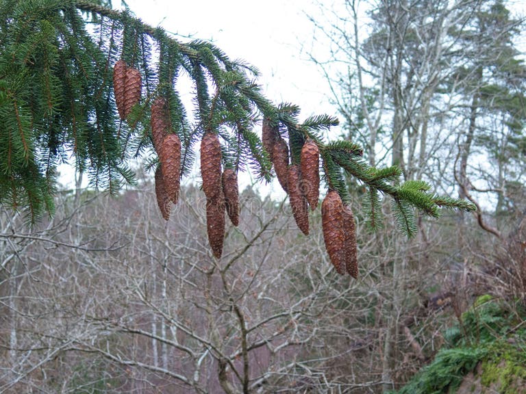 In Early Spring Some Fire Cones Stock Image - Image of natural, tree ...