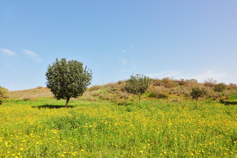 Early spring in Israel stock image. Image of landscape - 320182621