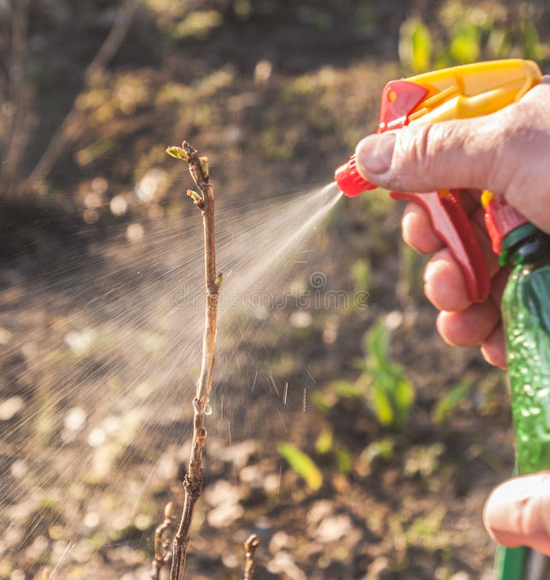 Early Spring Spraying of Currant Bushes Against Diseases and Pests ...