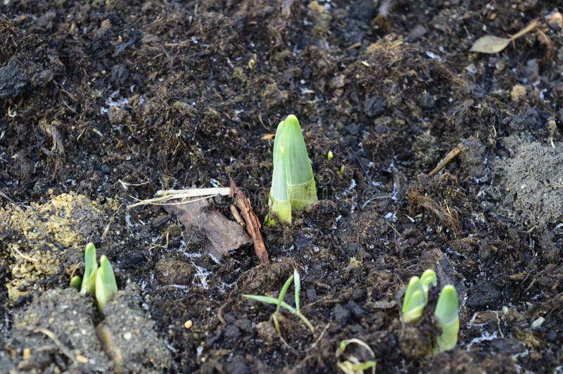 Early Spring Sprouting Shoots of Narcissus Stock Photo - Image of ...