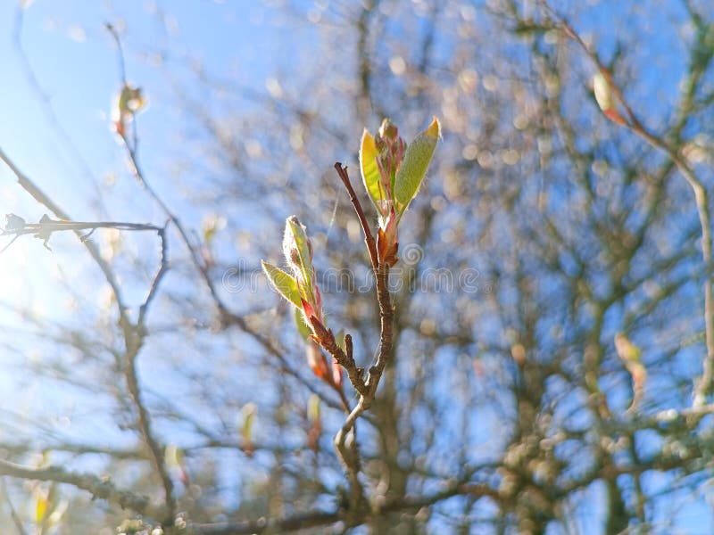 Early Spring. the Sun S Rays Fall on the Young Shoots of Trees. Focus ...
