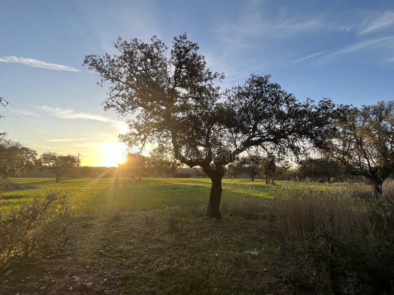 Early spring sunrise stock photo. Image of nature, country - 273832732
