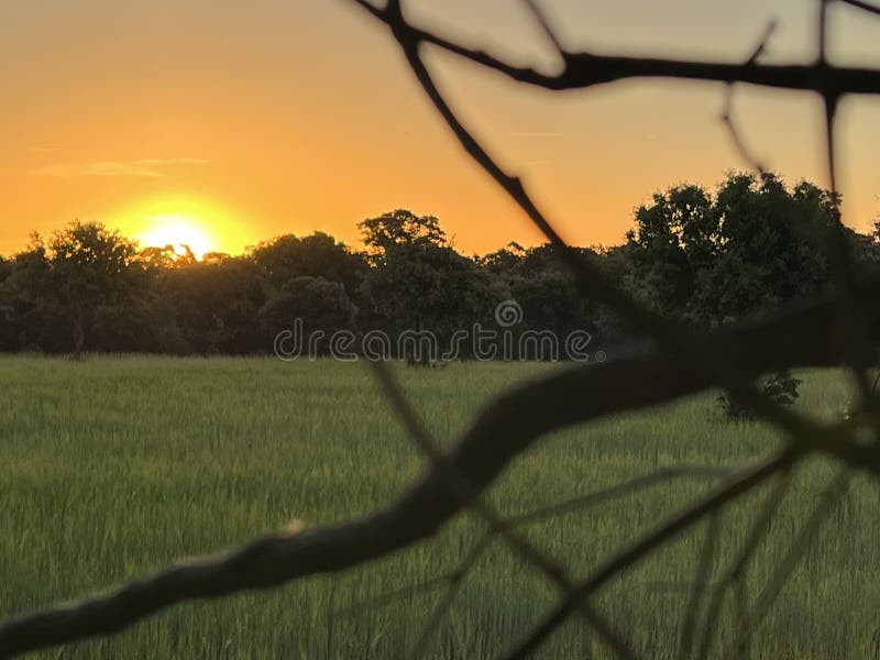 Dawn among the branches stock image. Image of leaf, branoches - 274735853