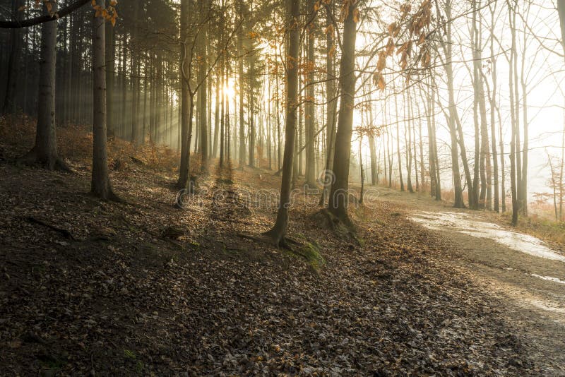 Early Spring Sunset with God Rays in the Forrest Stock Image - Image of ...