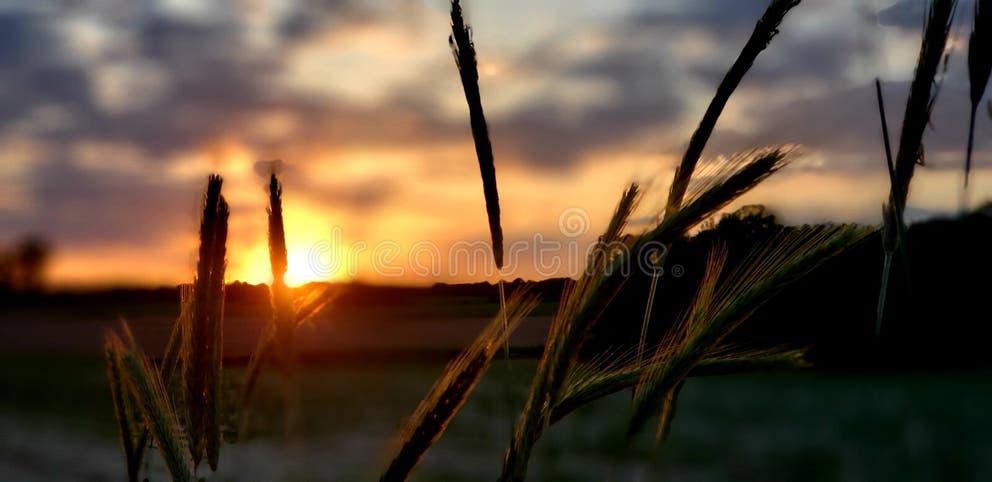 Early spring sunset stock image. Image of peeking, spring - 119037187