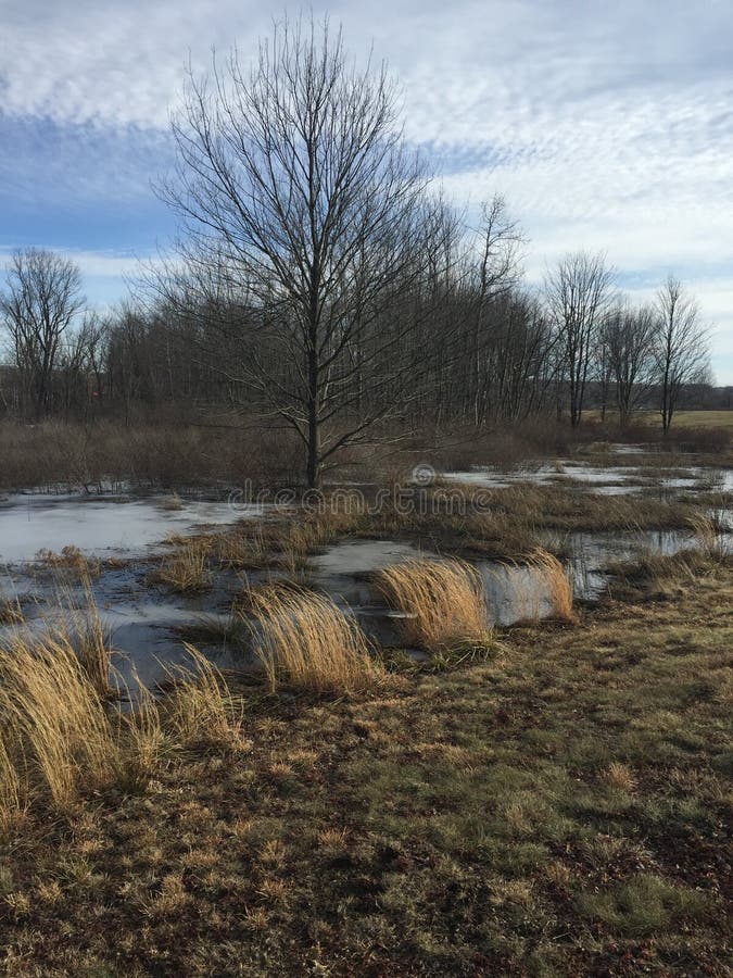 Early Spring Walks in Pennsylvania Stock Image - Image of frost, flower ...