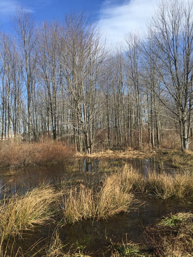 Early Spring Walks in Pennsylvania Stock Image - Image of frost, flower ...