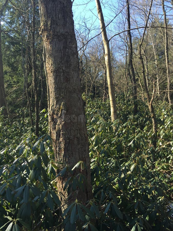 Early spring sunshine stock photo. Image of beautiful - 86544712