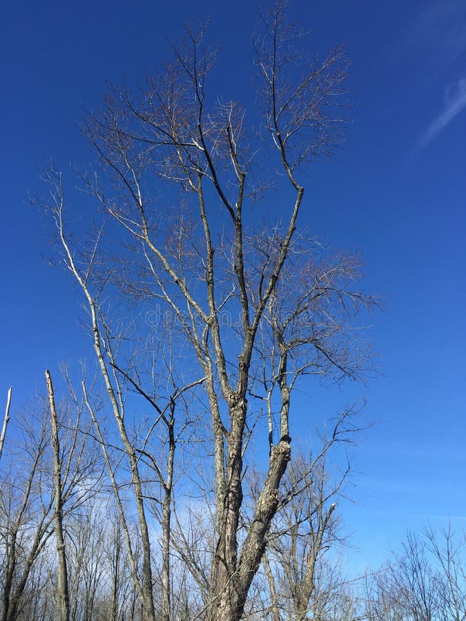 Early spring sunshine stock image. Image of cuddle, funny - 86597303