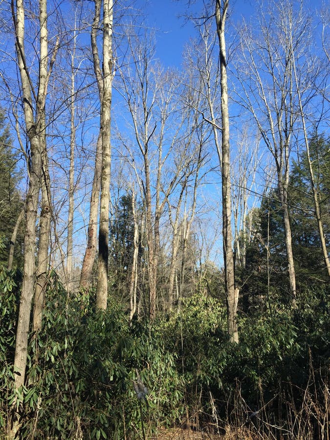 Early spring sunshine stock image. Image of foilage, field - 86607035