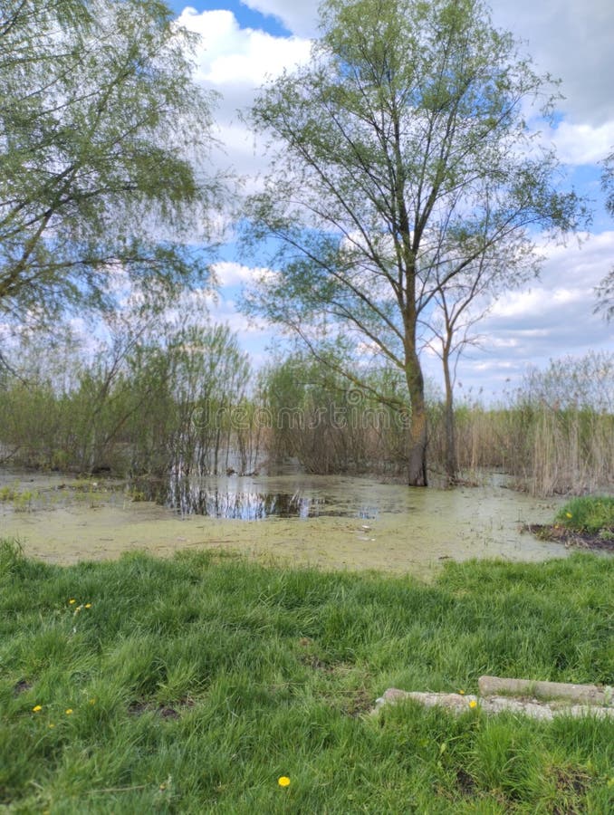 Early Spring Tender Landscape, River Flood, Swamp Stock Photo - Image ...