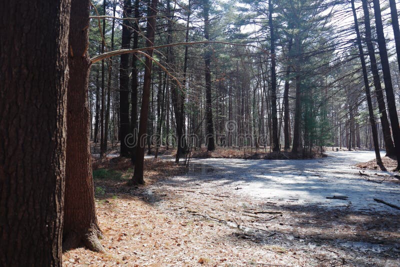 Early Spring Thaw stock image. Image of snowy, green - 143382277