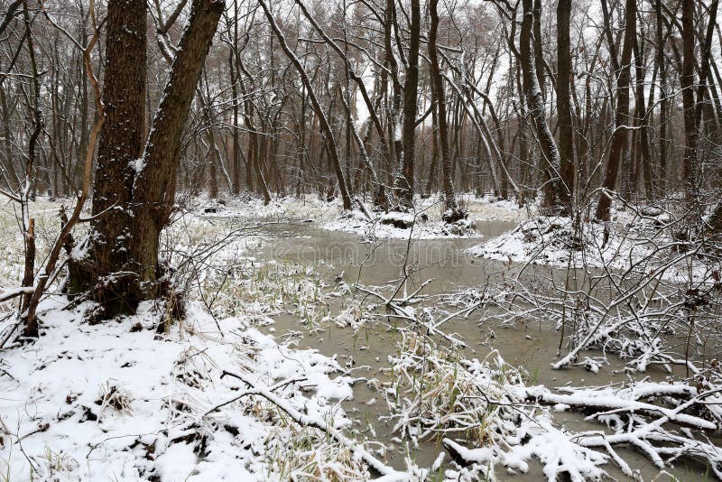 Early Spring Time Landscape in Forest Stock Image - Image of outdoor ...