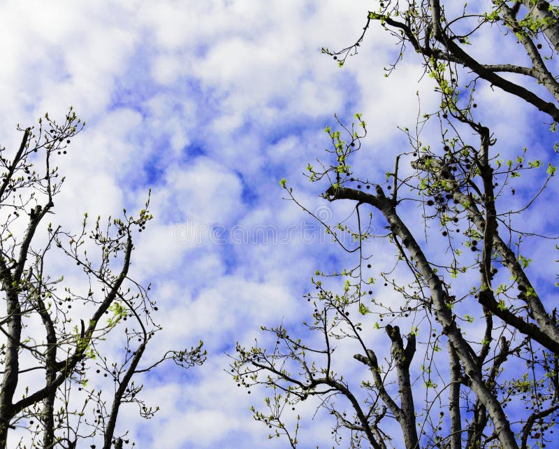Early Spring Tree with Branches Under Blue Sky Stock Photo - Image of ...