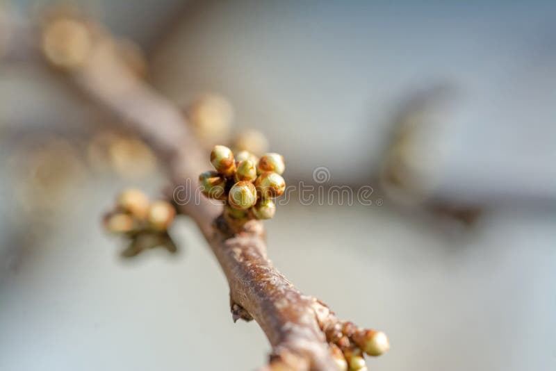 Early spring tree bud stock image. Image of green, branch - 142208083