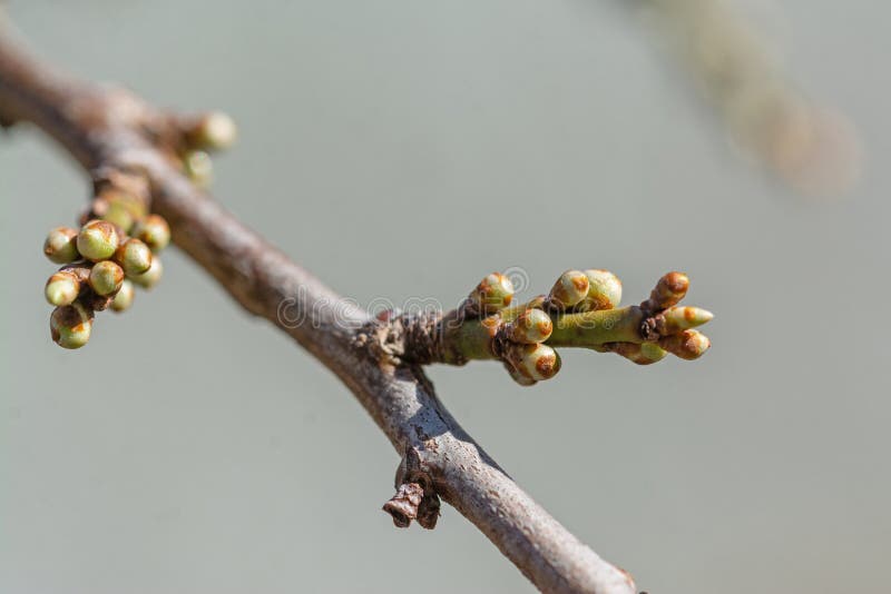 Early spring tree bud stock image. Image of colorful - 142208111