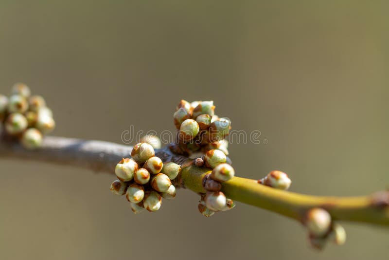 Early spring tree bud stock image. Image of environment - 142208131