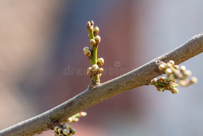 Early spring tree bud stock image. Image of tree, floral - 142208137