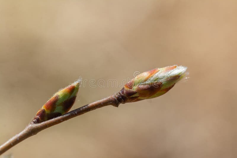 Early Spring Tree Bud with Beutifu Blurred Background Stock Image ...