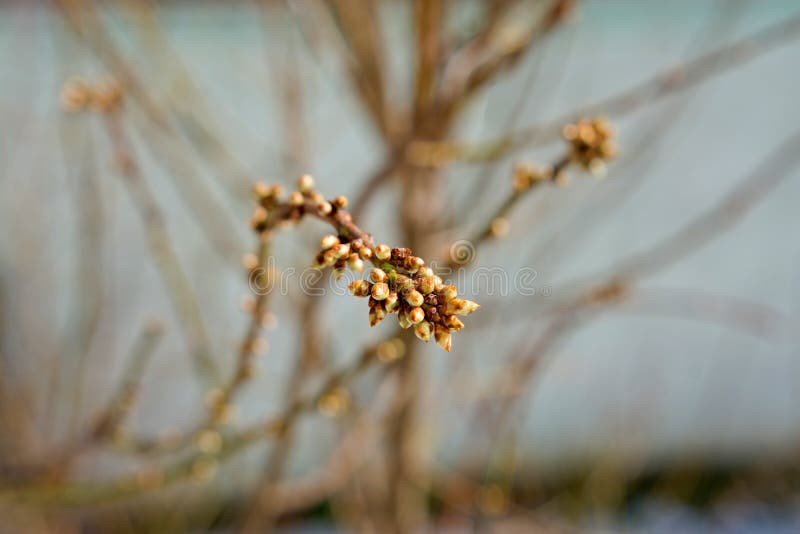 Early Spring Tree Bud with Beutiful Background Stock Photo - Image of ...