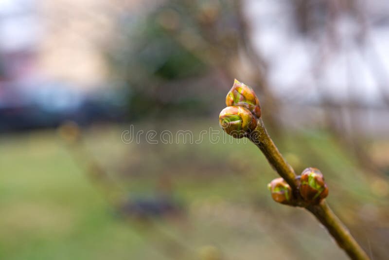 Early Spring Tree Bud with Blurred Background Stock Image - Image of ...
