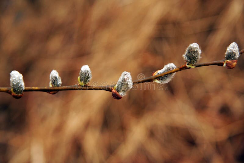 Early spring tree buds stock image. Image of spring, tree - 93084815