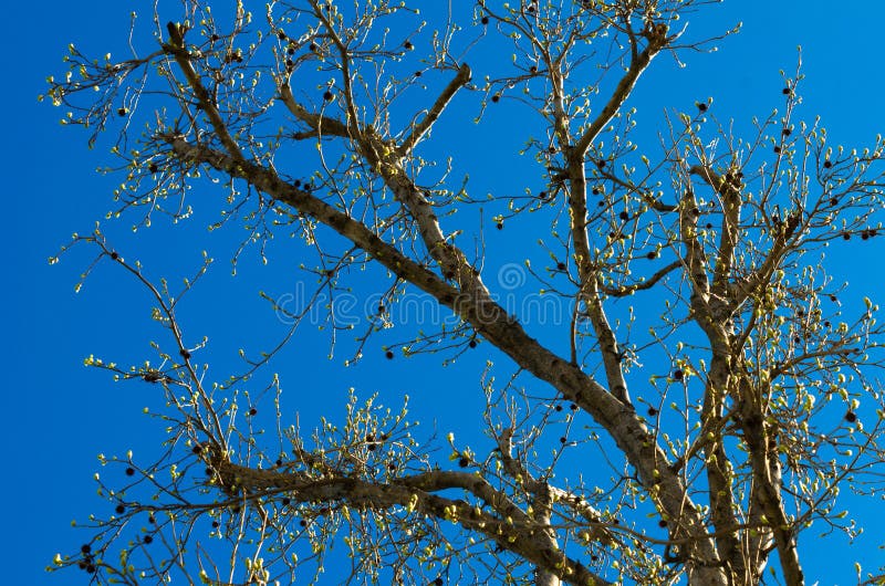 Early Spring Tree with Branches Under Blue Sky Stock Photo - Image of ...