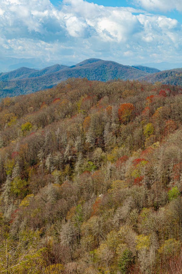 Early Spring, Trees Budding Stock Image - Image of park, verdant: 329168433