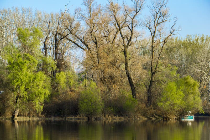 Early Spring Trees on the Shore of the Lake Stock Image - Image of ...