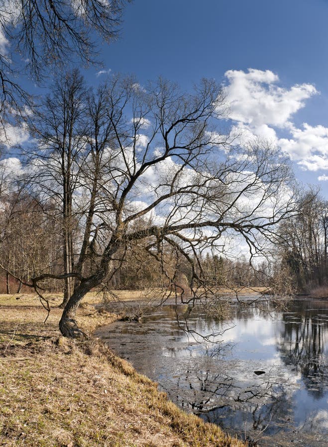 Early Spring vertical stock photo. Image of forest, trees - 29597492