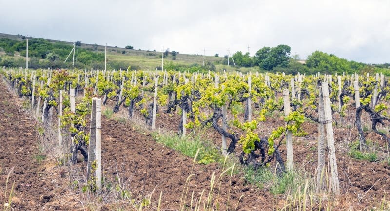 Early Spring Vineyard stock photo. Image of nature, field - 40775398