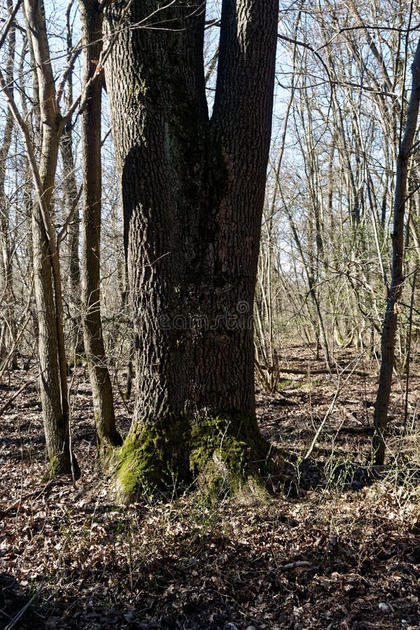 Early Spring Weather, Fresh Forest Area in Sunny Day Stock Image ...