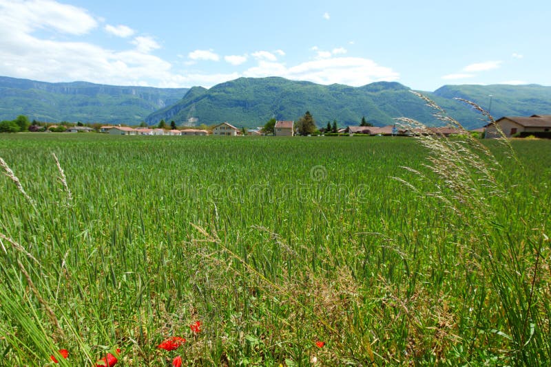 Early spring wheat field stock image. Image of landscape - 25238211