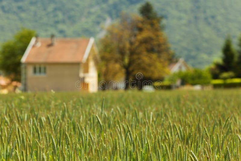 Early spring wheat field stock image. Image of food, background - 28108471