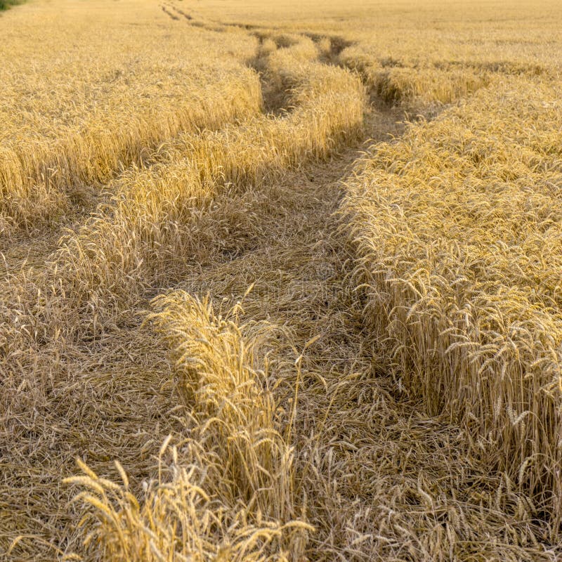 Early Spring Wheat Field with a Dirt Road Stock Image - Image of ...