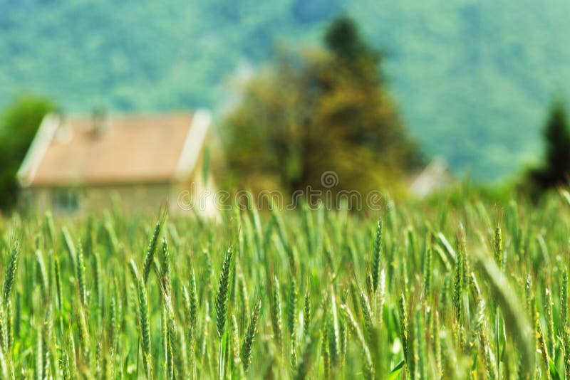 Early spring wheat field stock image. Image of growth - 91956999