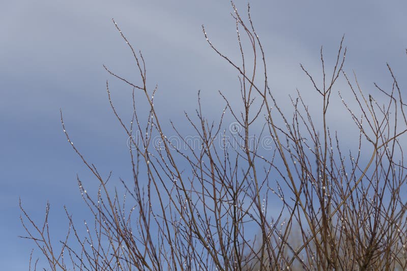 In Early Spring White Buds Bloomed on the Willow Stock Photo - Image of ...