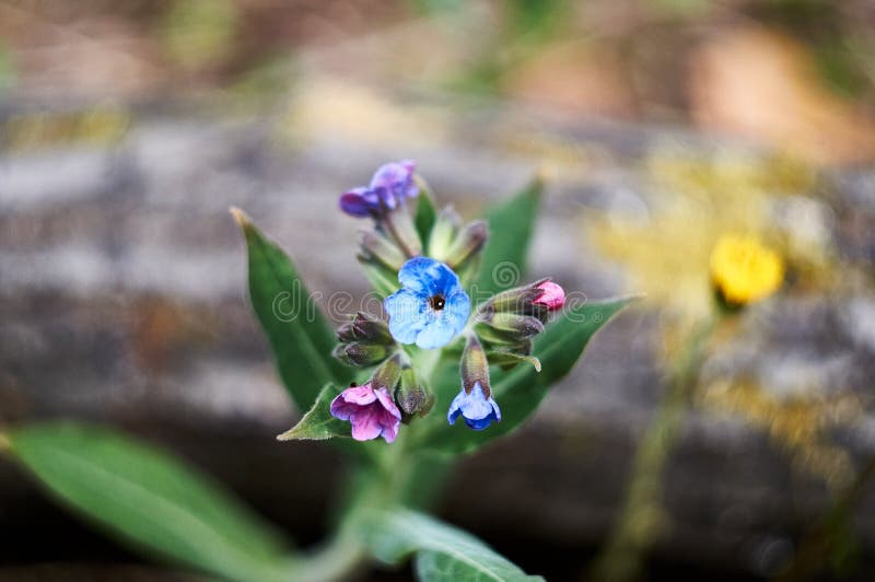 Early Spring Wild Flowers of the Forest Stock Photo - Image of ...