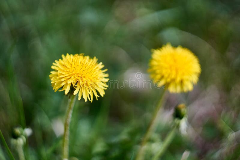 Early Spring Wild Flowers of the Forest Stock Photo - Image of flower ...