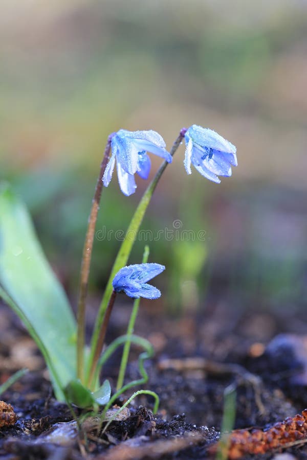 Early Spring Wild Flowers in Forest Stock Photo - Image of fresh, bloom ...